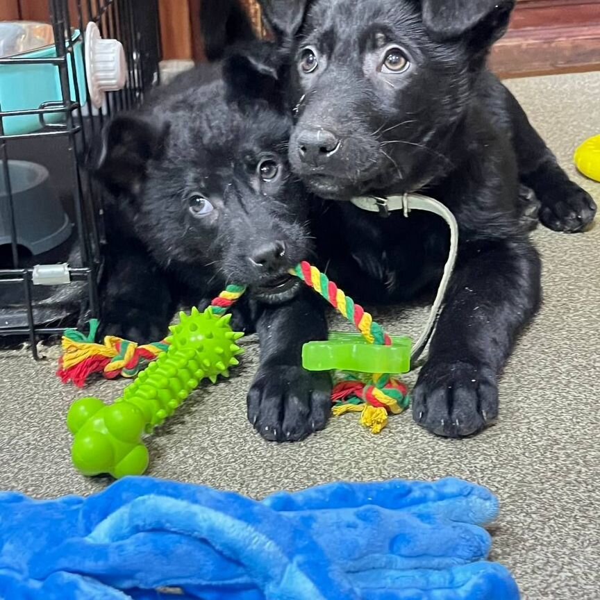 Самый лучший друг тут