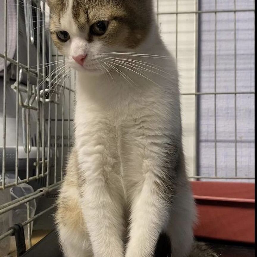 Ласковый, дружелюбный котёнок в добрые ручки