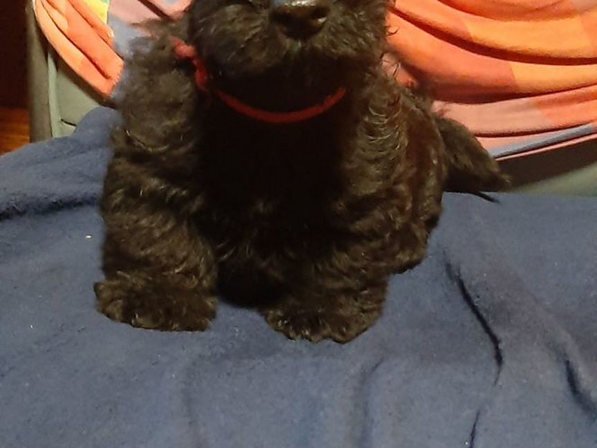 Щенки скотчтерьера