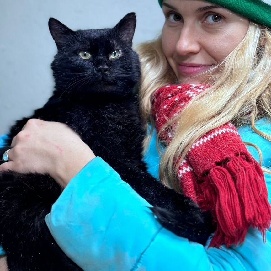 Черный ручной котик из приюта