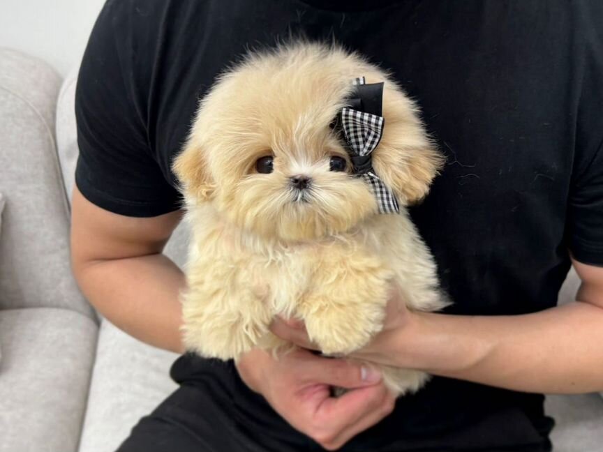 Мальтипу из Кореи