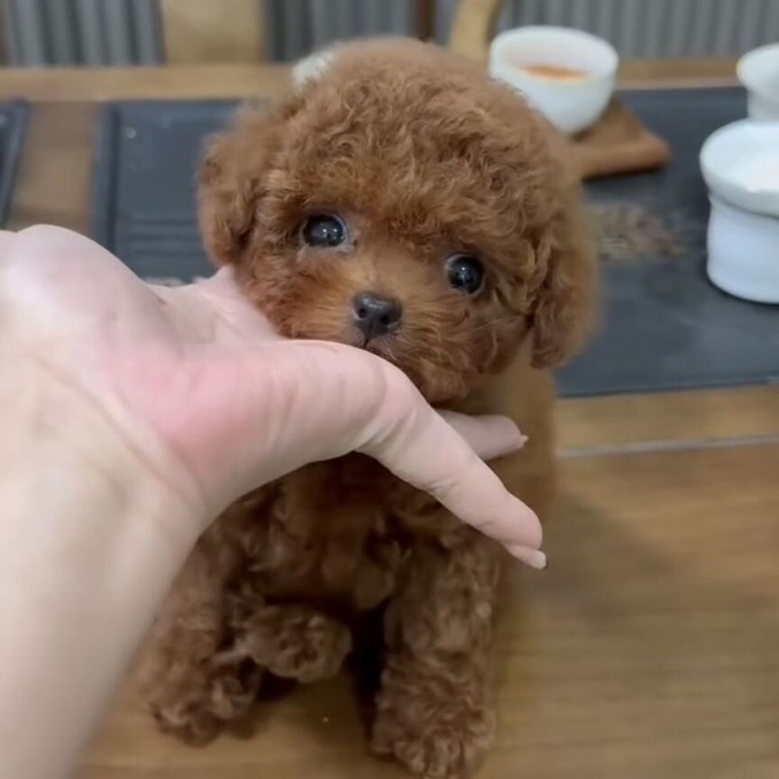 Той-пудель, щенок