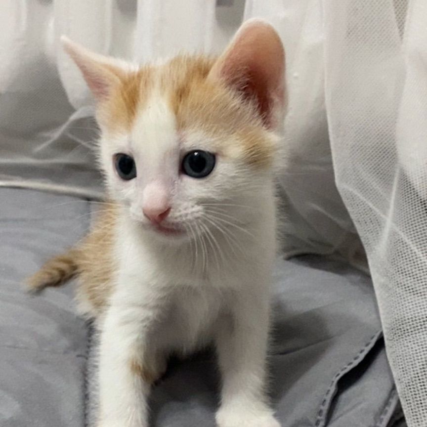Отдадим котеночка в добрые руки