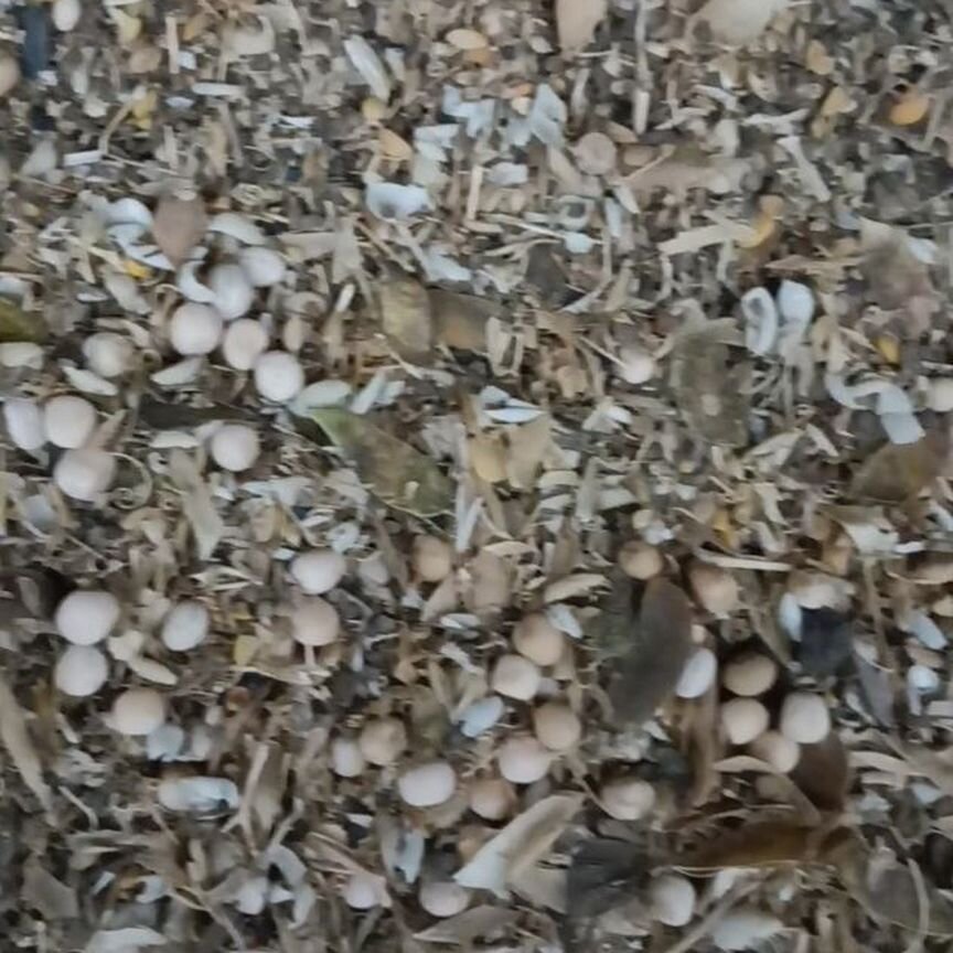 Отходы гороха