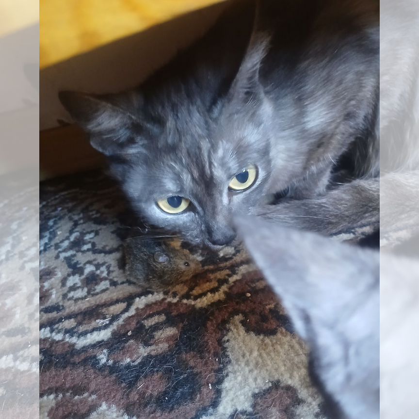 Отдам кота в добрые руки