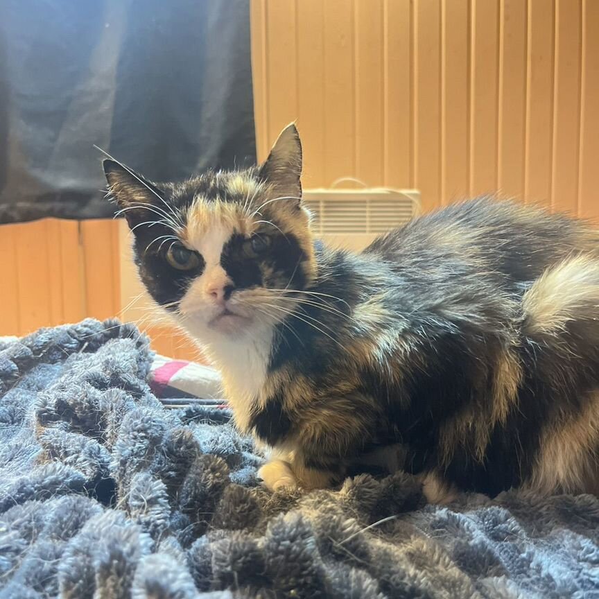 Маруся уже много лет живёт в приюте