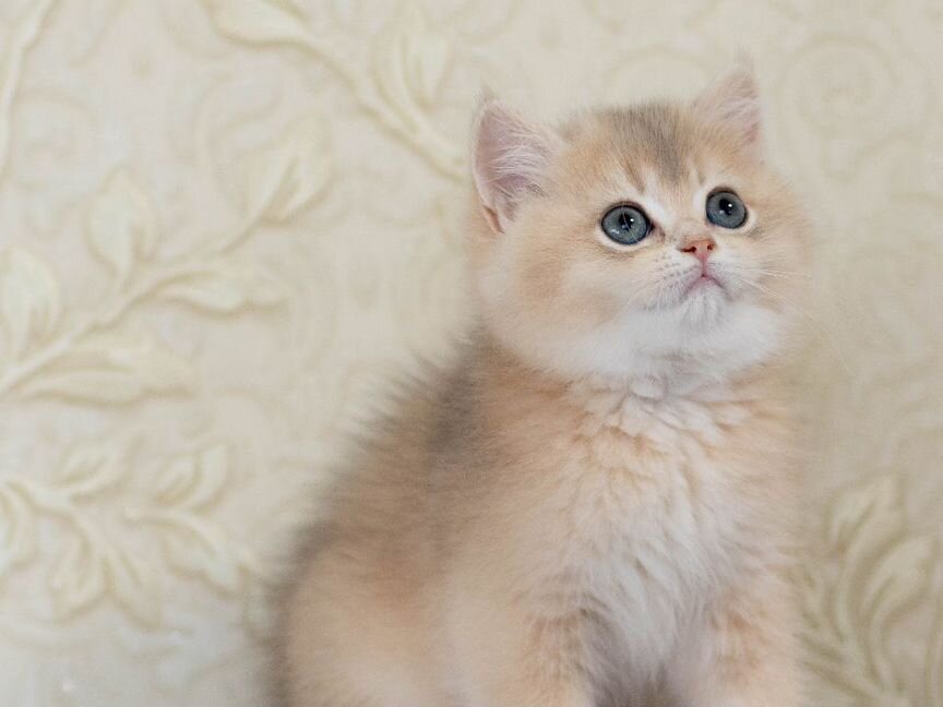 Британские котята золотая шиншилла