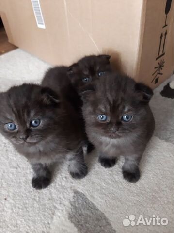 Шотландские котята