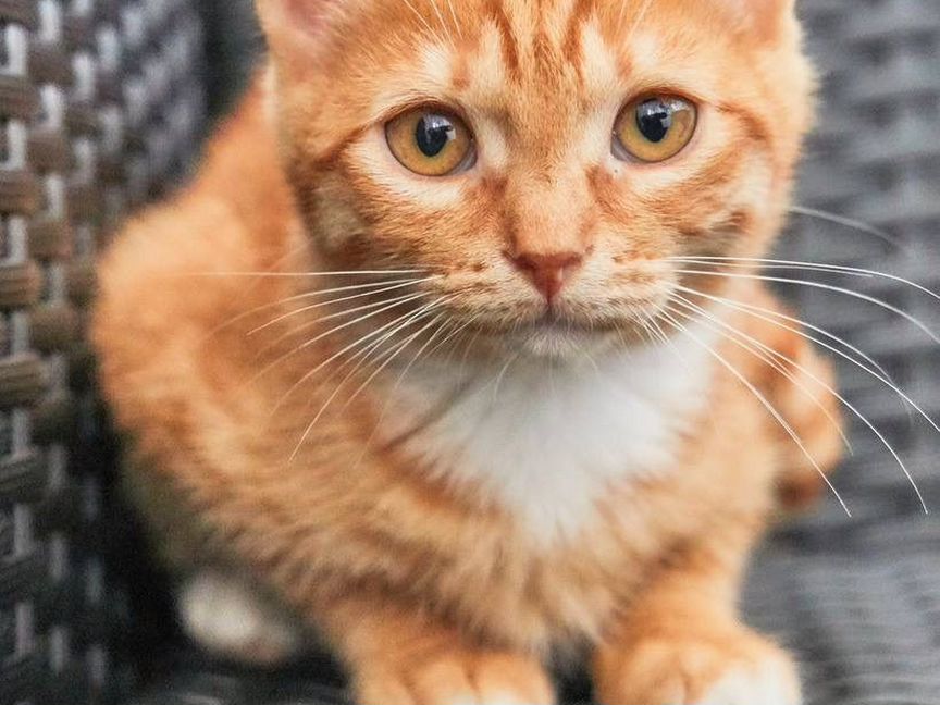Котенок рыжая девочка большая редкость