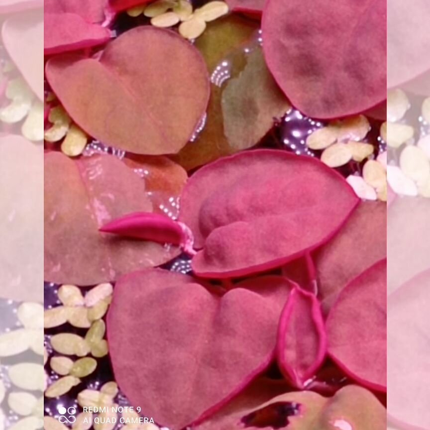 Филлантус плавающий