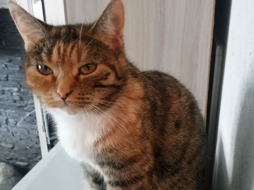 Кошка