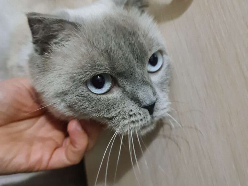 Кошка Тая. Стерилизована. Бронь на ноябрь