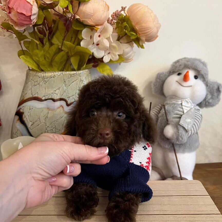 Той пудель шоколад