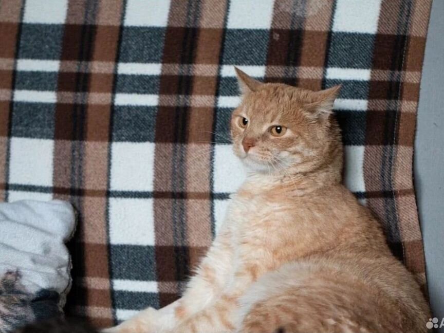 Солнечный котик Жером, возраст 2 года ищет дом