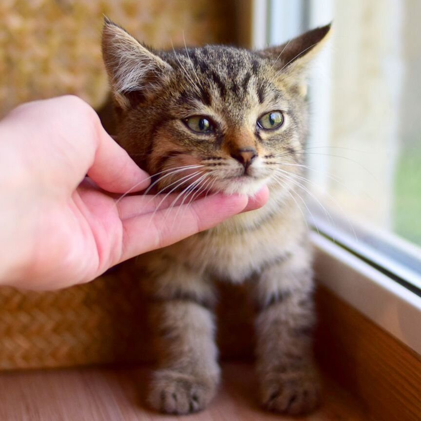 Котёнок в добрые руки