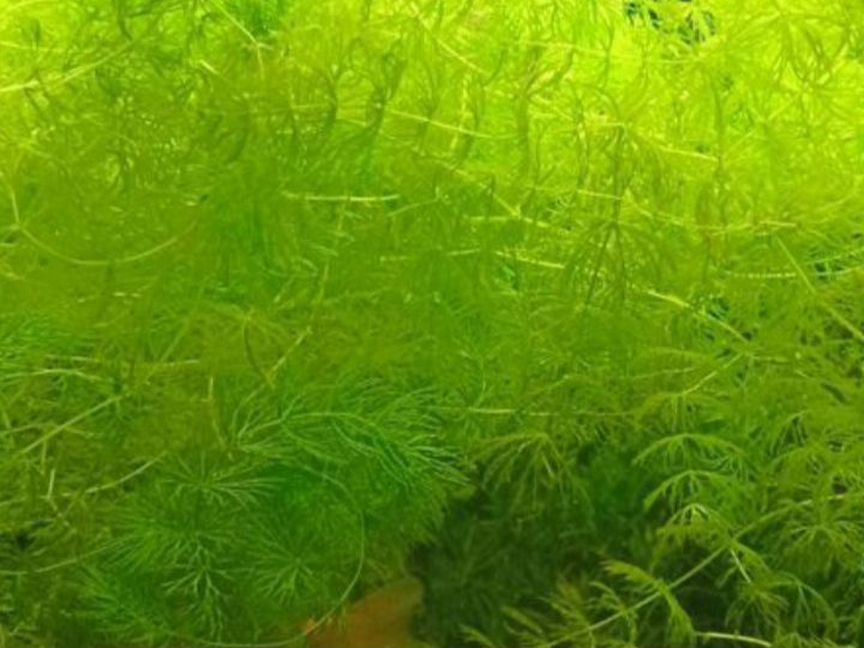 Растения в аквариум живые