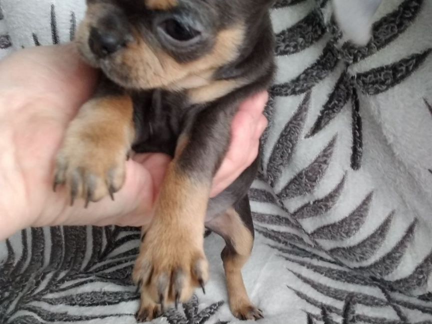 Голубой мини щенок чихуахуа