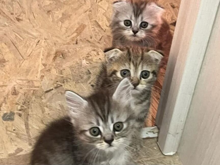 Шотландские котята, кошки