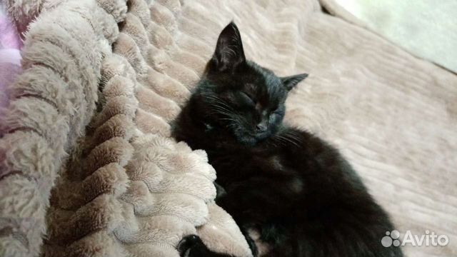 Черный котенок