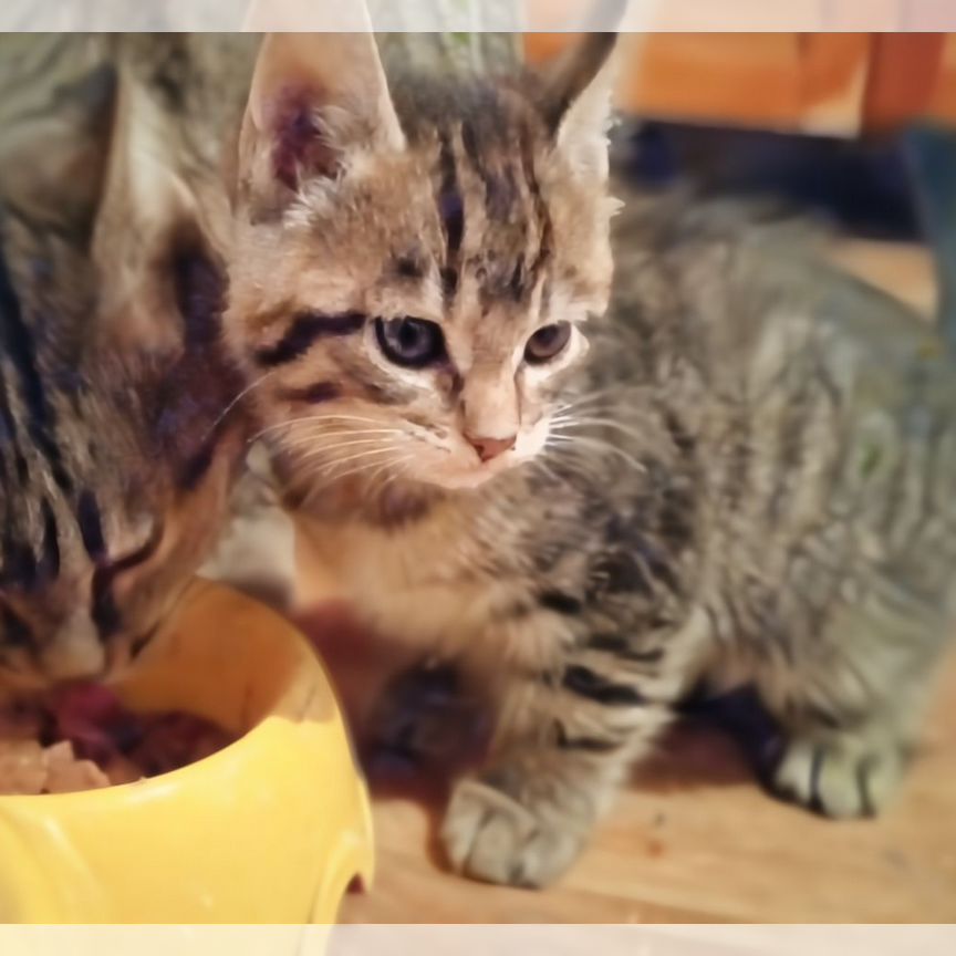 Котёнок в добрые руки