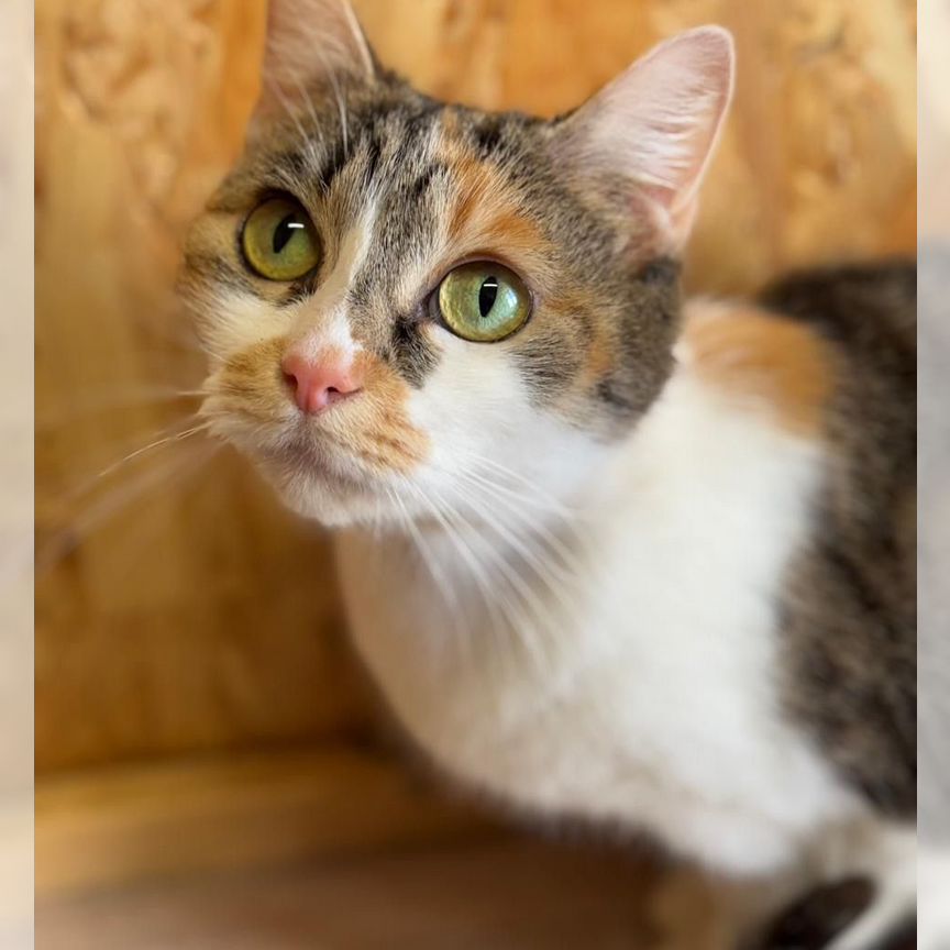 Спасите меня