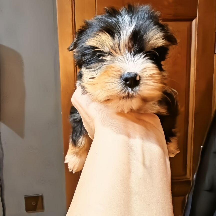 Йоркширский терьер, щенок