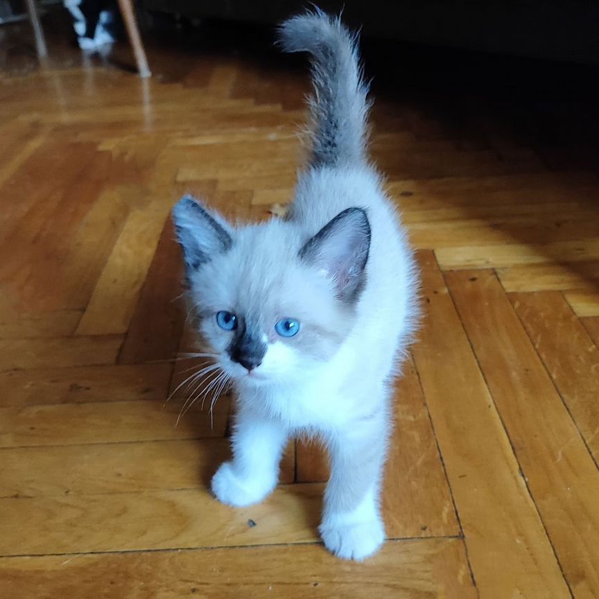 Котёнок от частного владельца