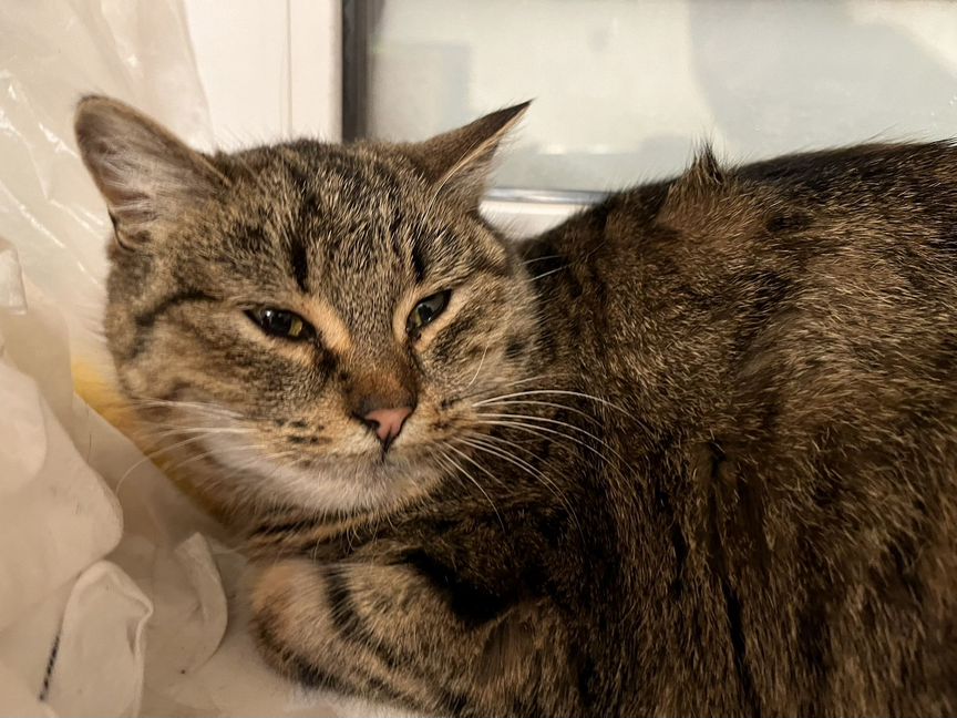 Спасенный котенок в заботливые руки