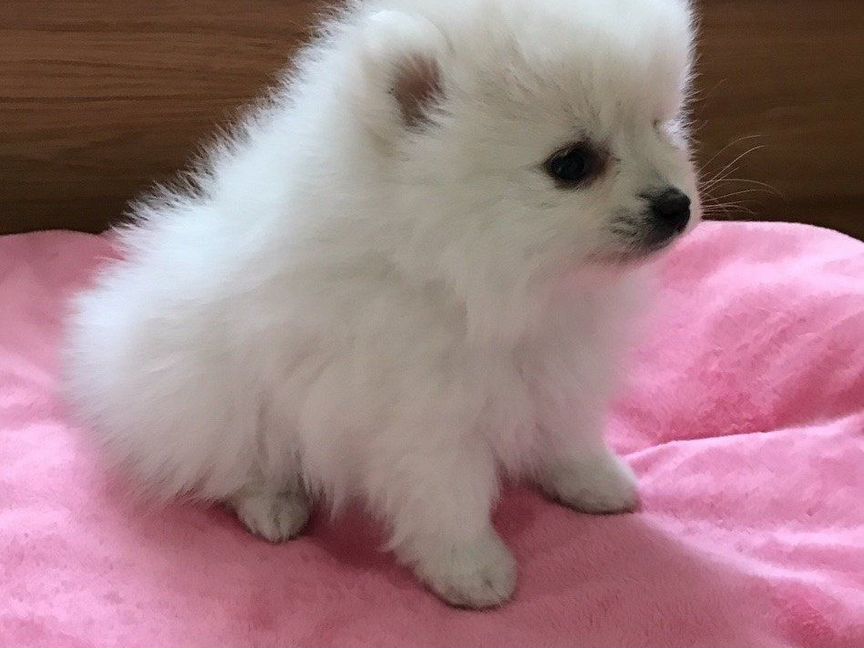 Мини шпиц девочка