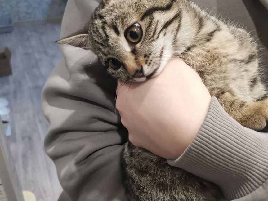 Кошка, бесплатно, 3-4 мес