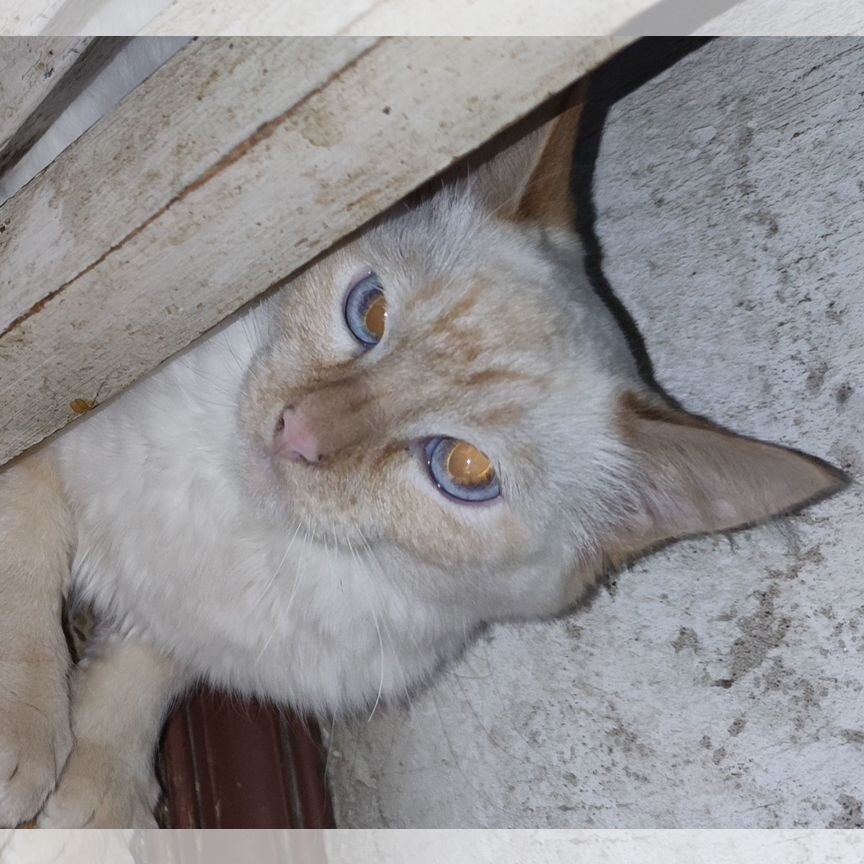 Сиамский котёнок