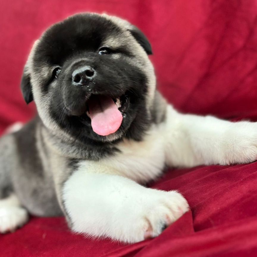 Американская акита, щенок