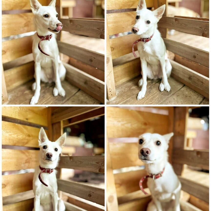 Собачка Леля мечтает стать домашней