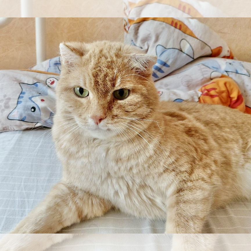 Британский короткошёрстный, взрослый кот