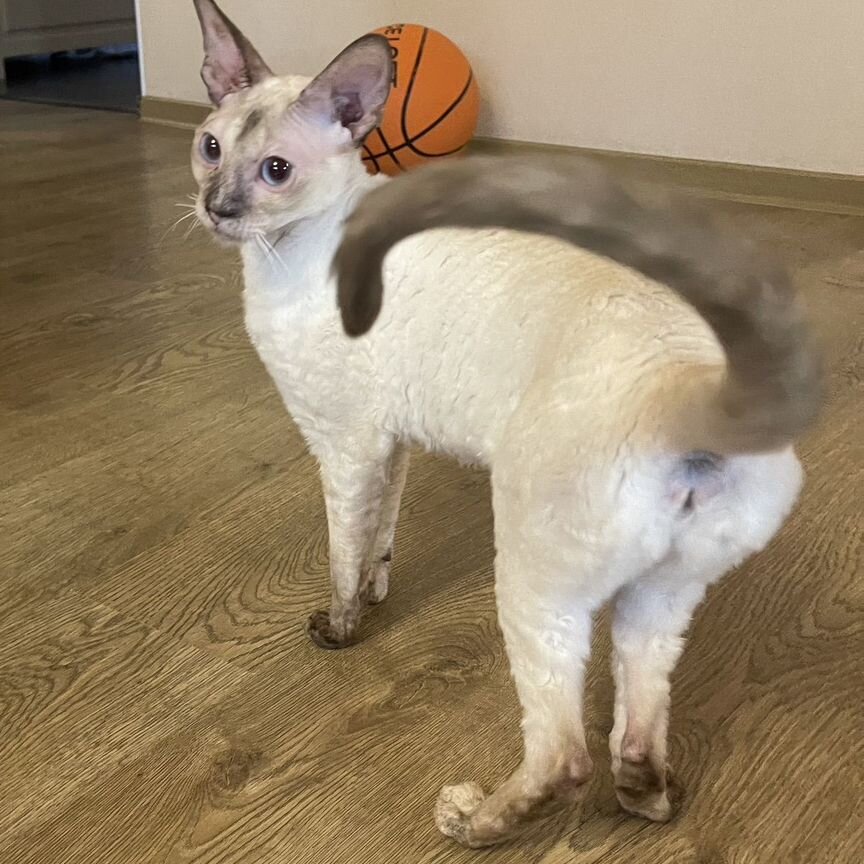 Корниш-рекс котёнок