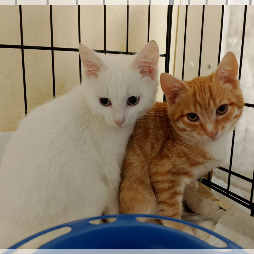 Котята не хотят жить в клетке