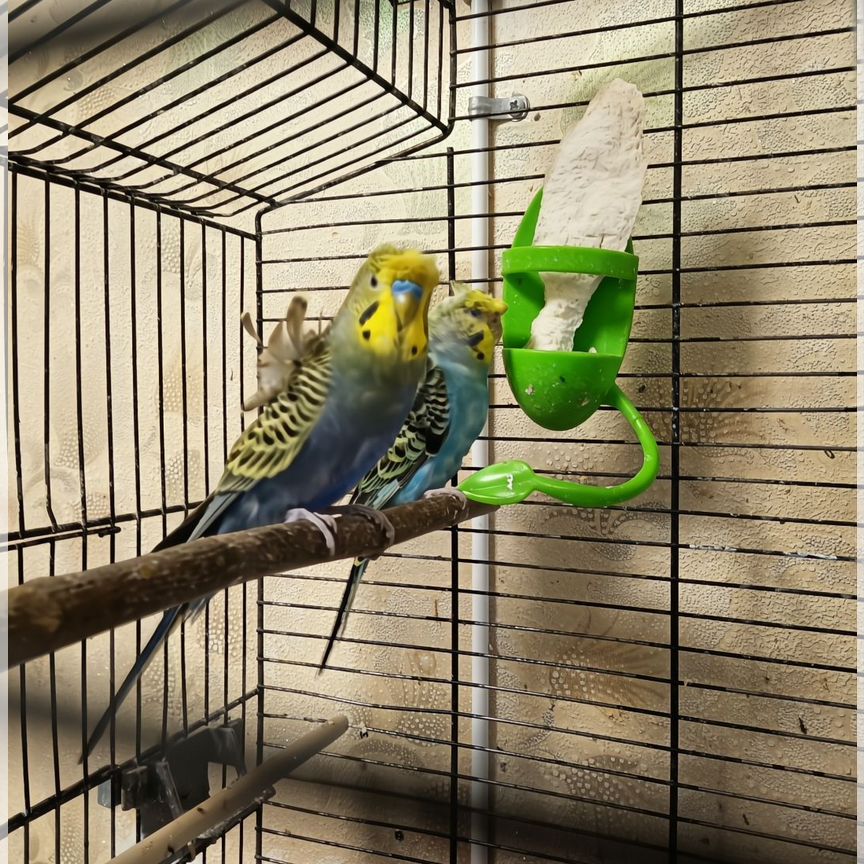 Волнистый попугай Хагоромо