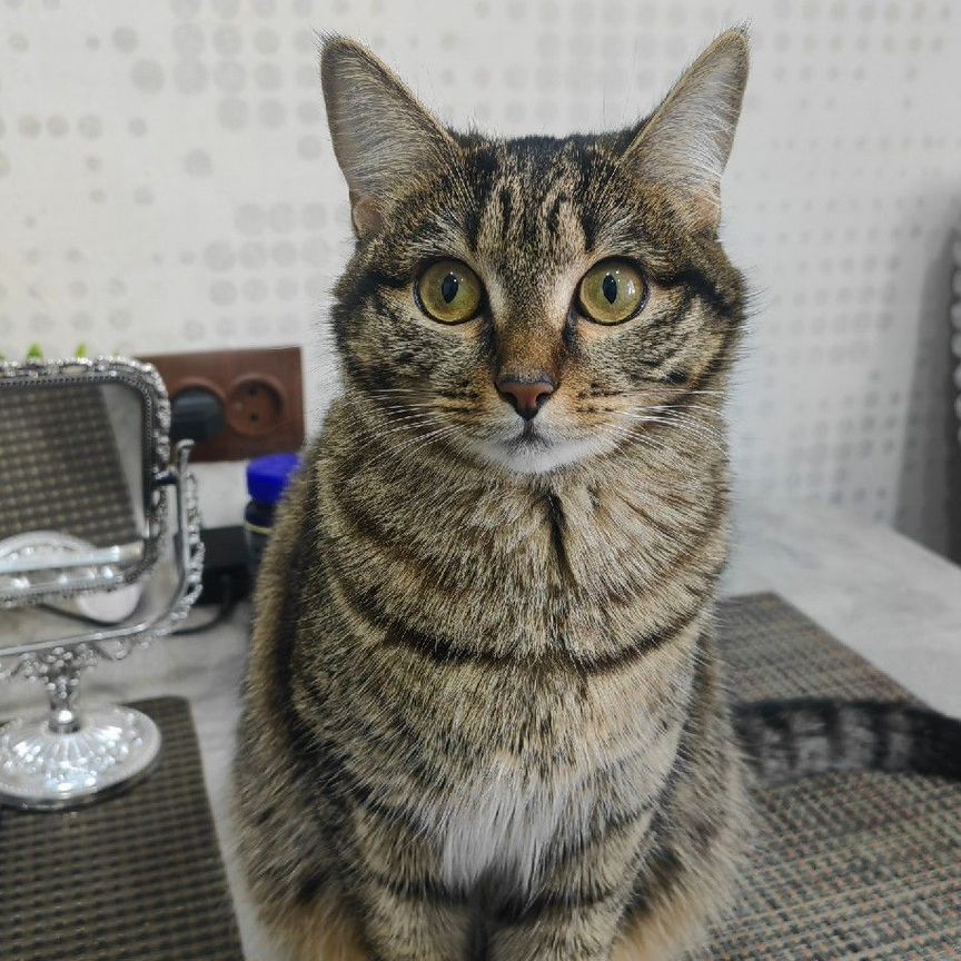 Нужен кот для вязки