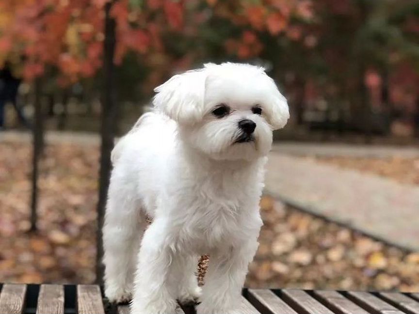 Мальтезе вязка