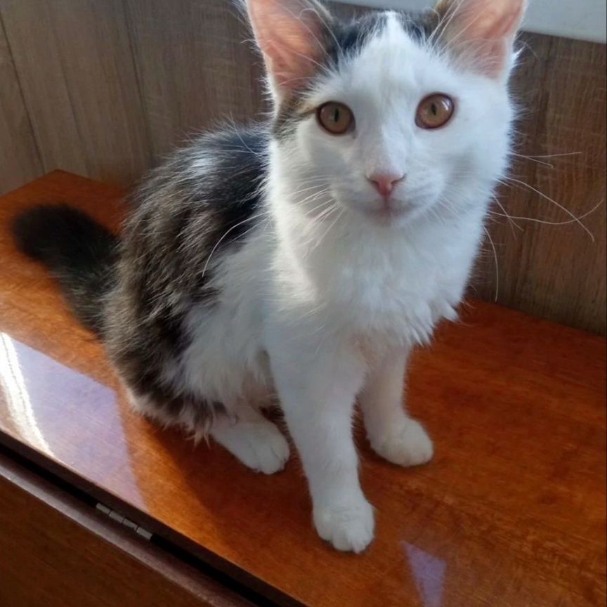 Котенок