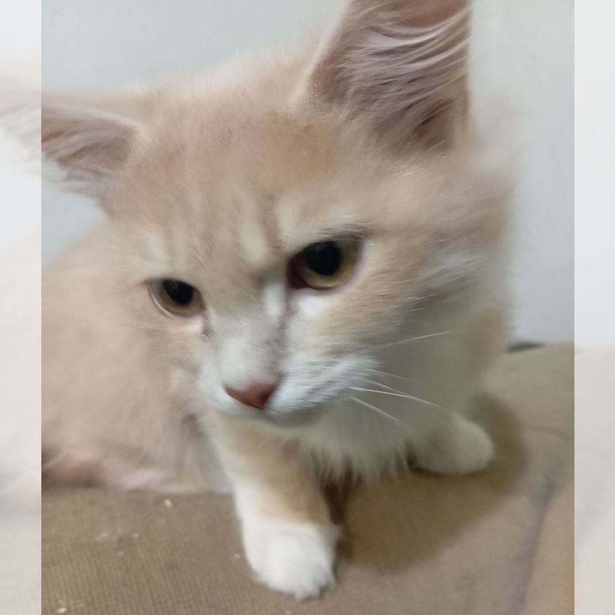 Котята по 4 мес