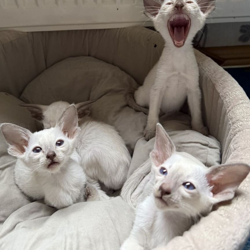 Ориентальный короткошёрстный котёнок