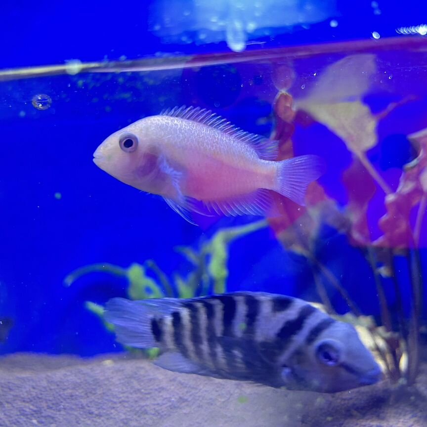 Рыба в аквариум