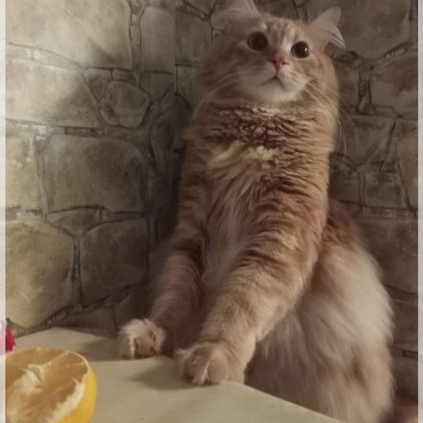 Котята в добрые руки бесплатно мальчик