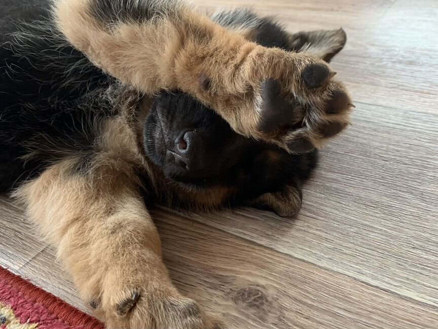 Щенки немецкой овчарки