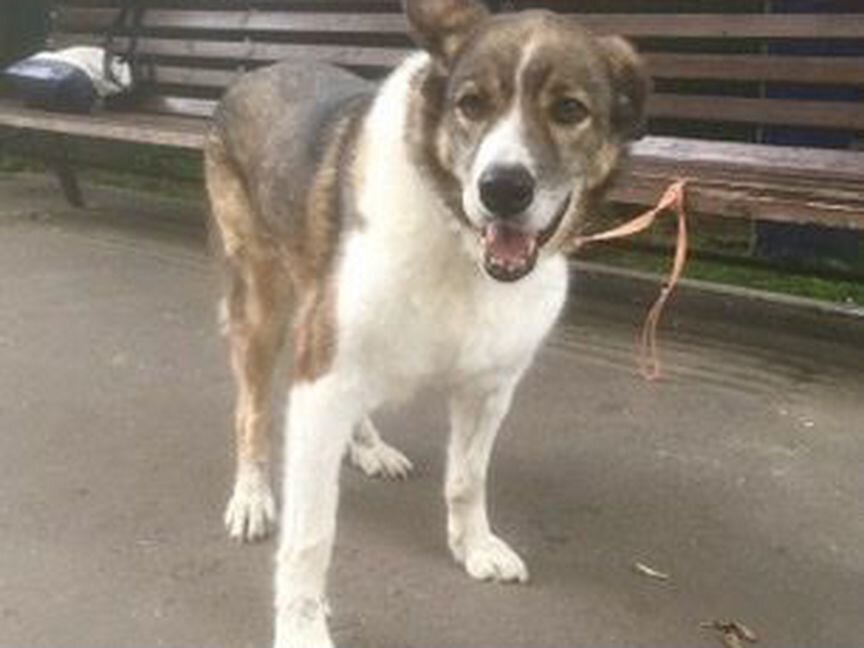 Рома теряет драгоценную жизнь в приюте. Спасите