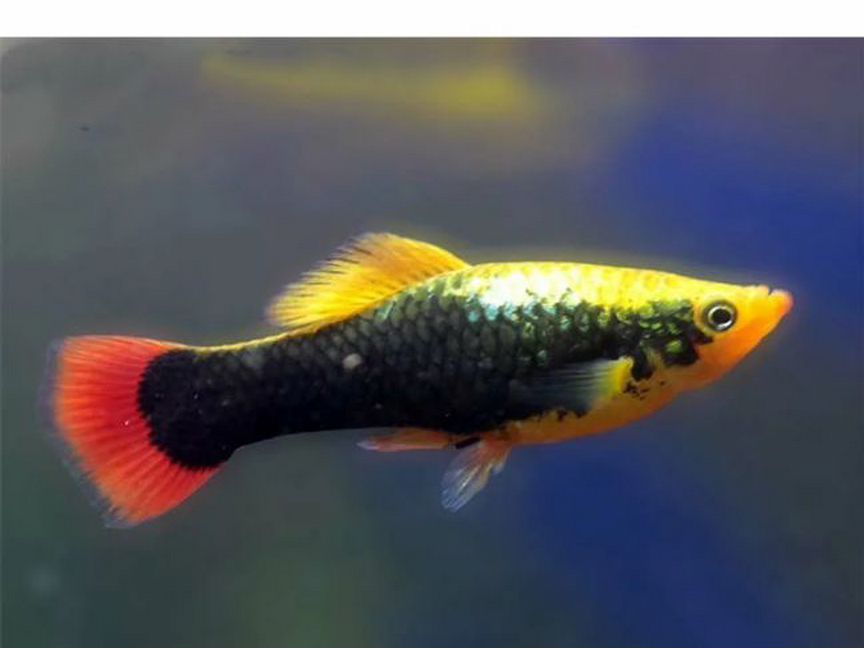 Пицилия Гавайская