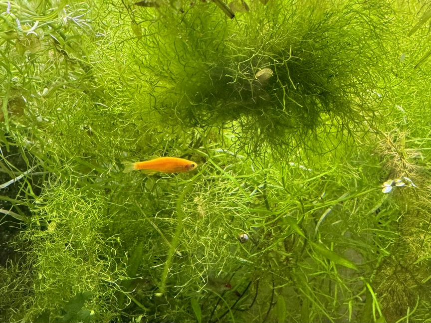 Прополка. Растения для аквариума