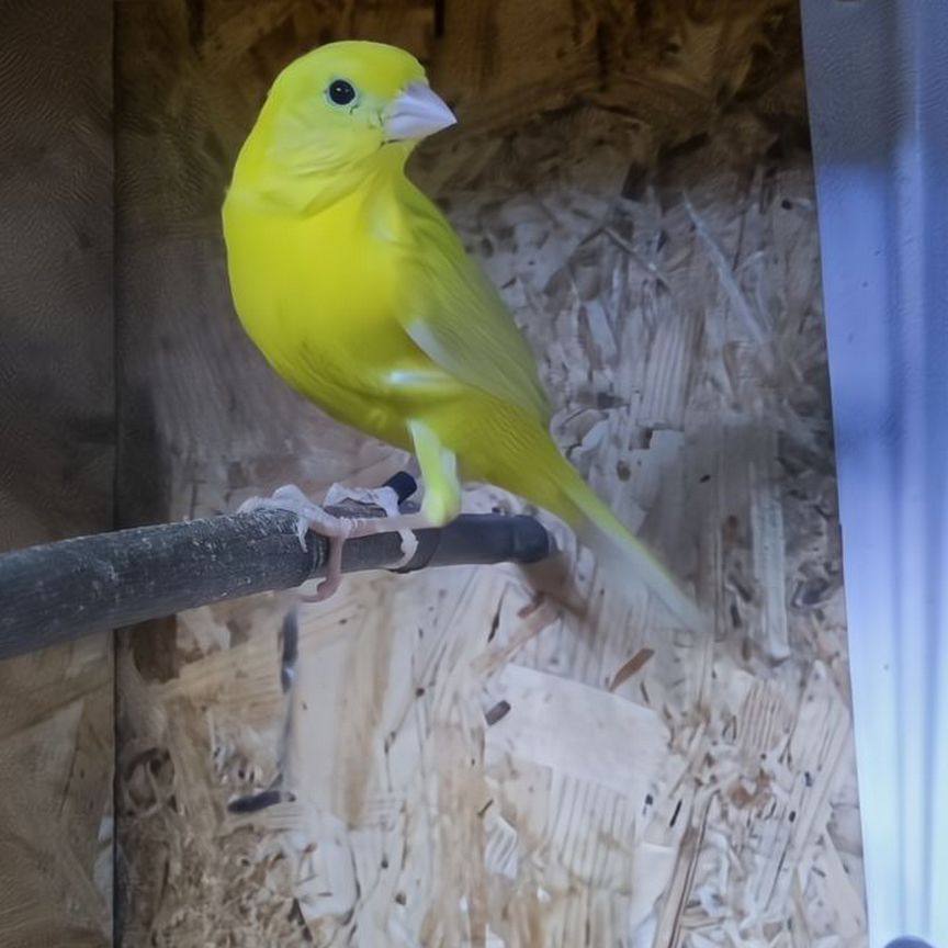 Кенарь и Канарейка