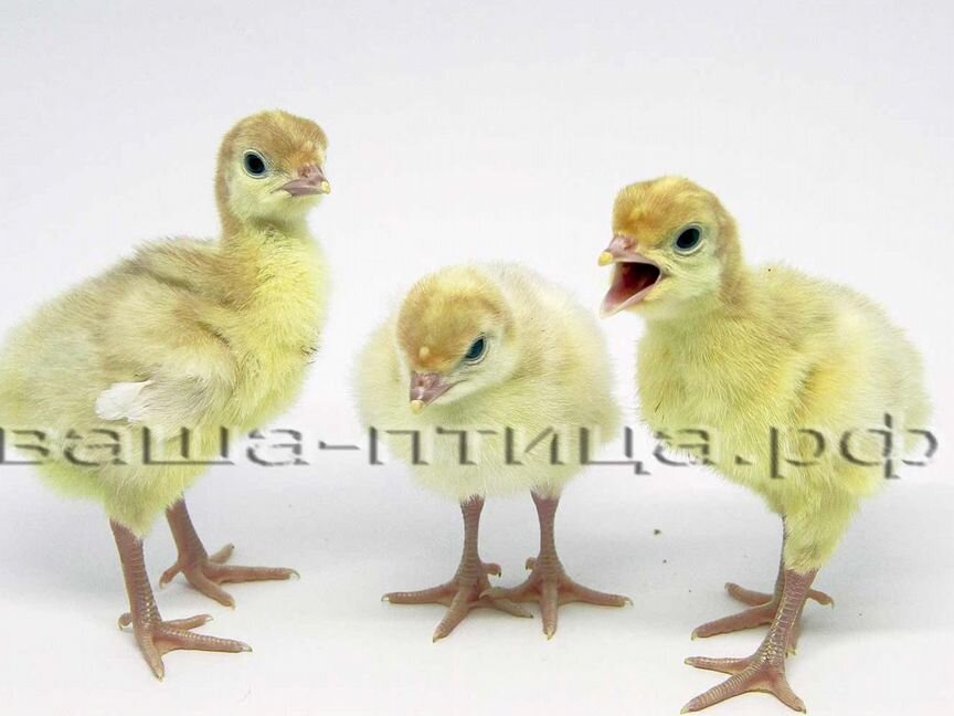 Сезон 2024: Индюшата Хайбрид Конвертер